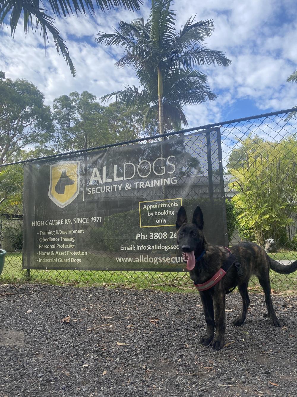 Bronson | Alldogs Security